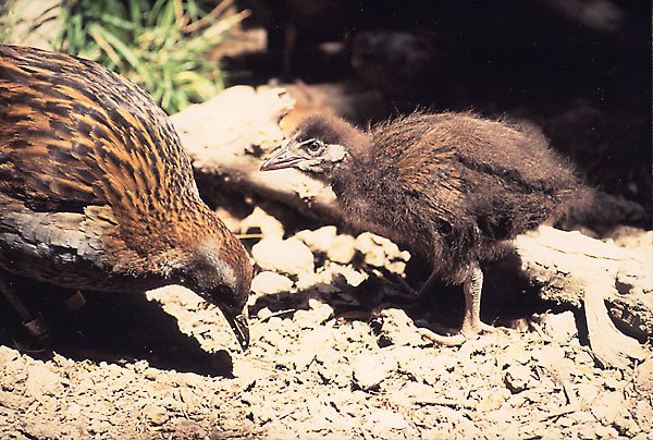 Ohinemuri - Weka Watch Images