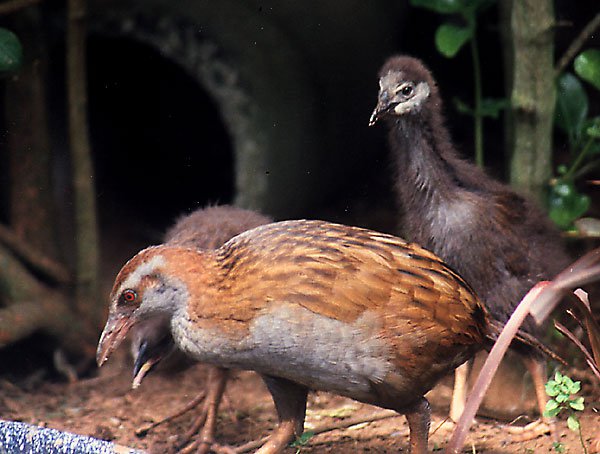 Ohinemuri - Weka Watch Images