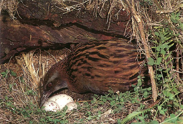 Ohinemuri - Weka Watch Images